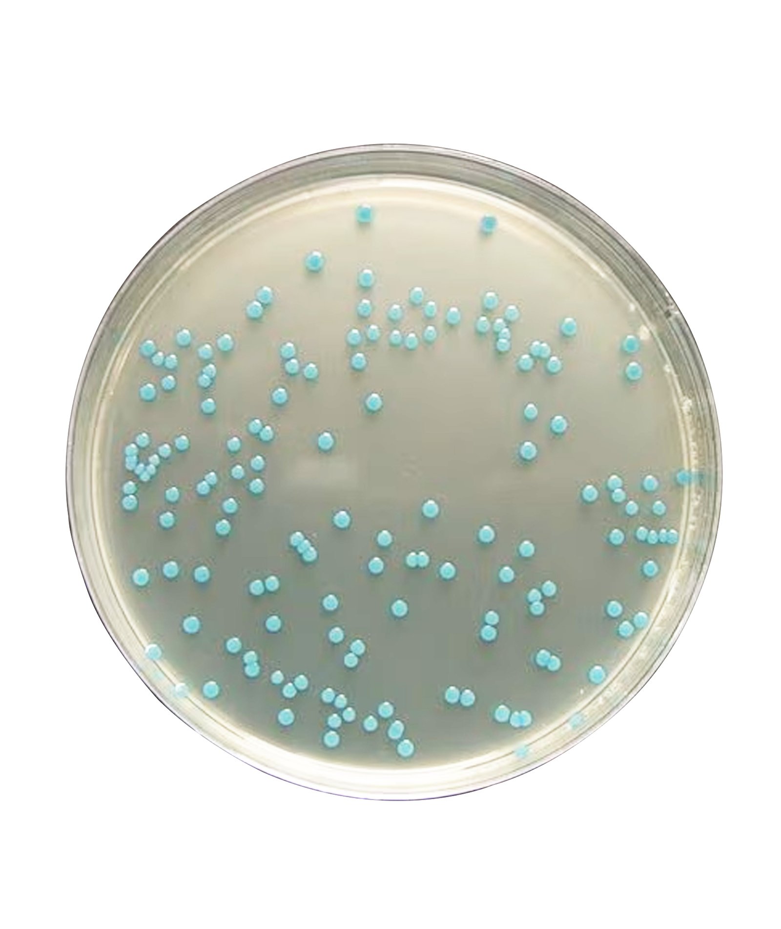 LISTERIA SELECTIVE AGAR ENRICHMENT-SUPPL 10 x 1 VIAL